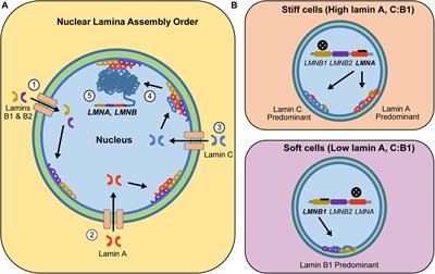 Nuclear Lamina Structure